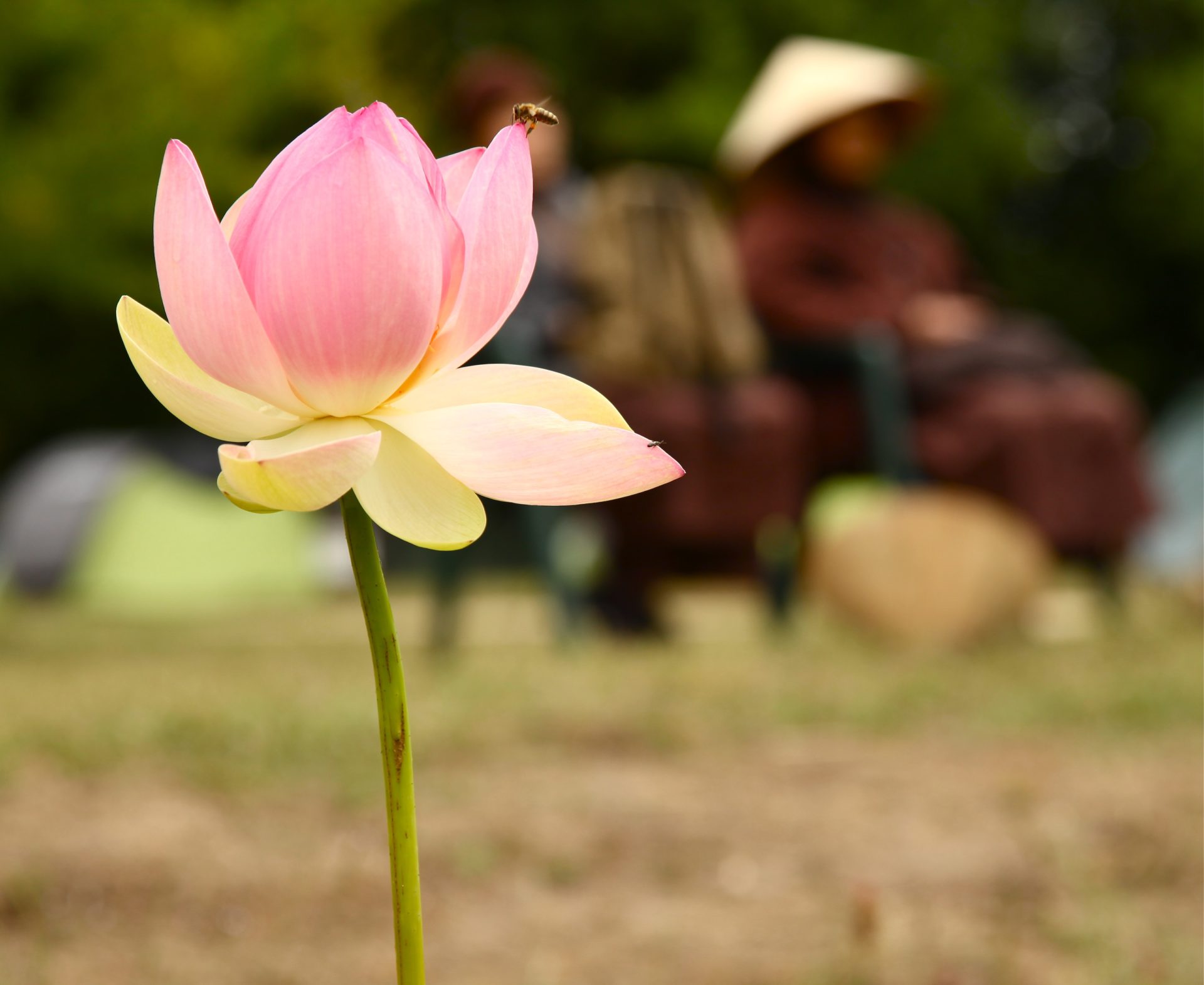 Lotus Flowers Sing in Lower Hamlet – The Mindfulness Bell