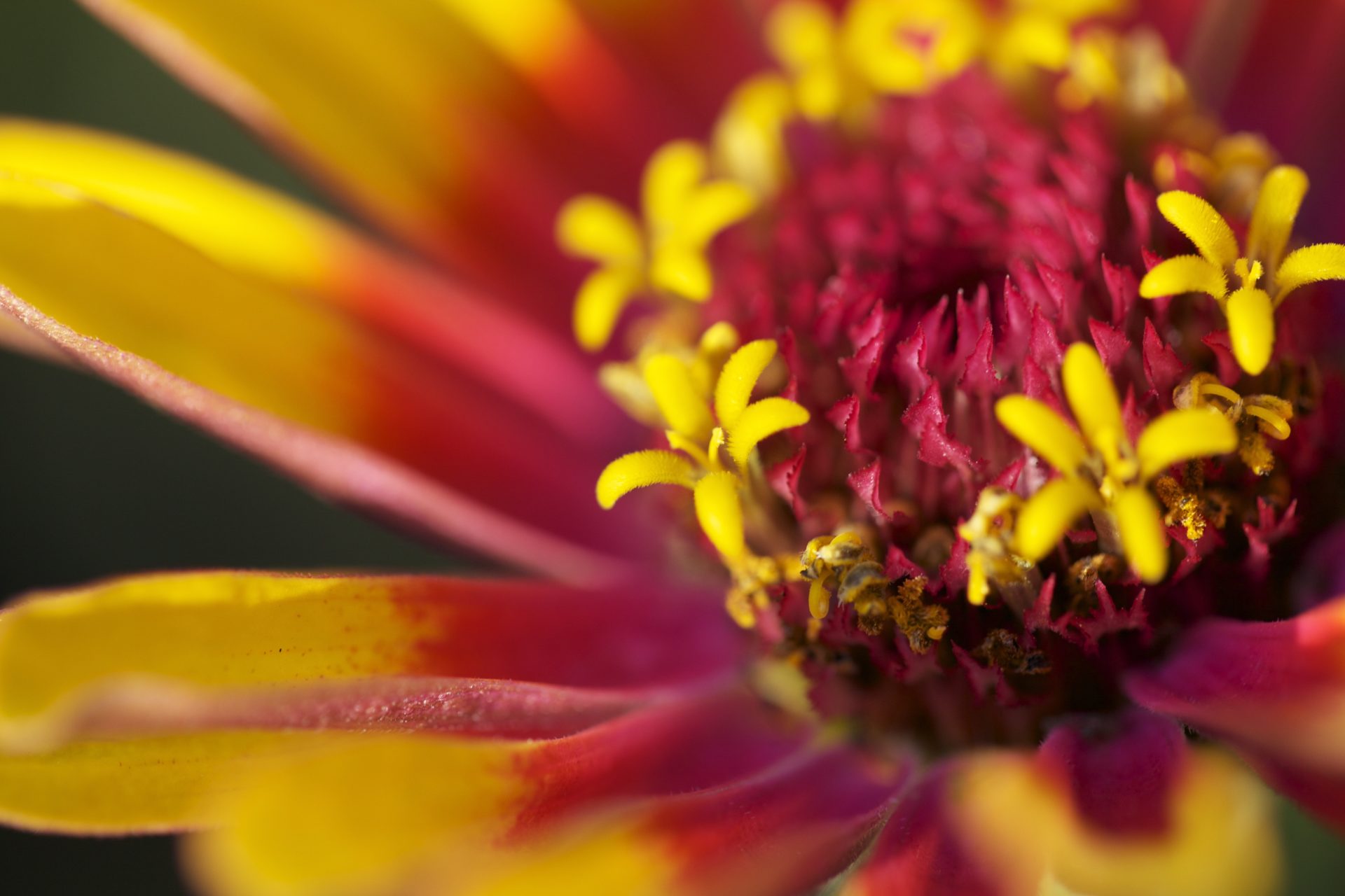 Why I Became a Buddhist – The Mindfulness Bell