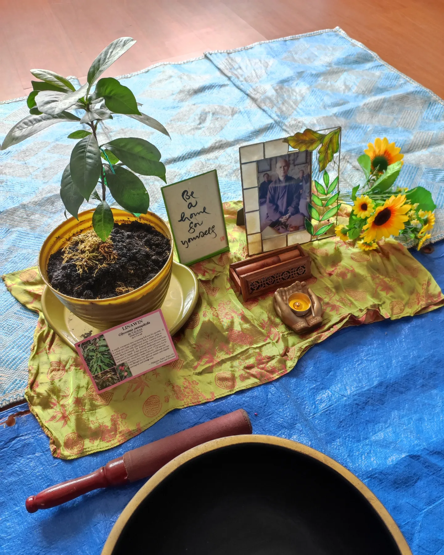 Earth Justice and Earth Holding – The Mindfulness Bell