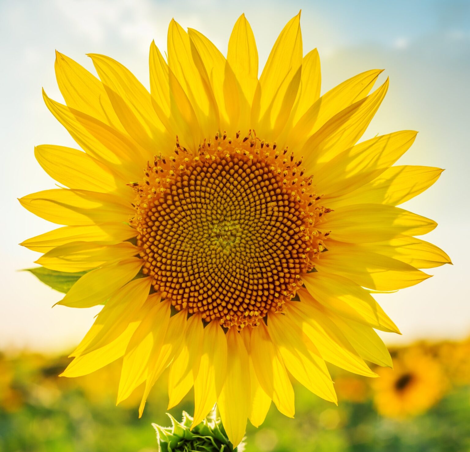 Poems: Presence, Hands, 4am – The Mindfulness Bell